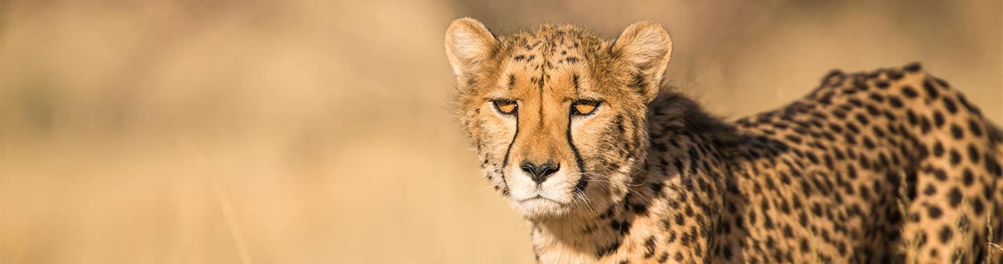 Lead like a cheetah: why fast, fit, and flexible now define change ...